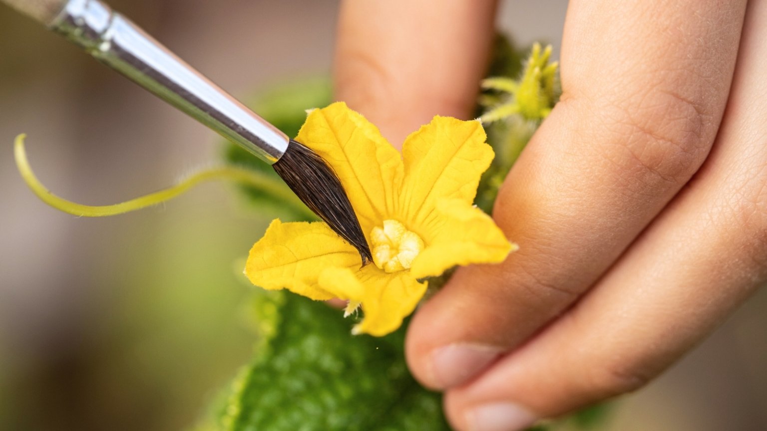 How to Hand-Pollinate Cucumbers in 5 Easy Steps