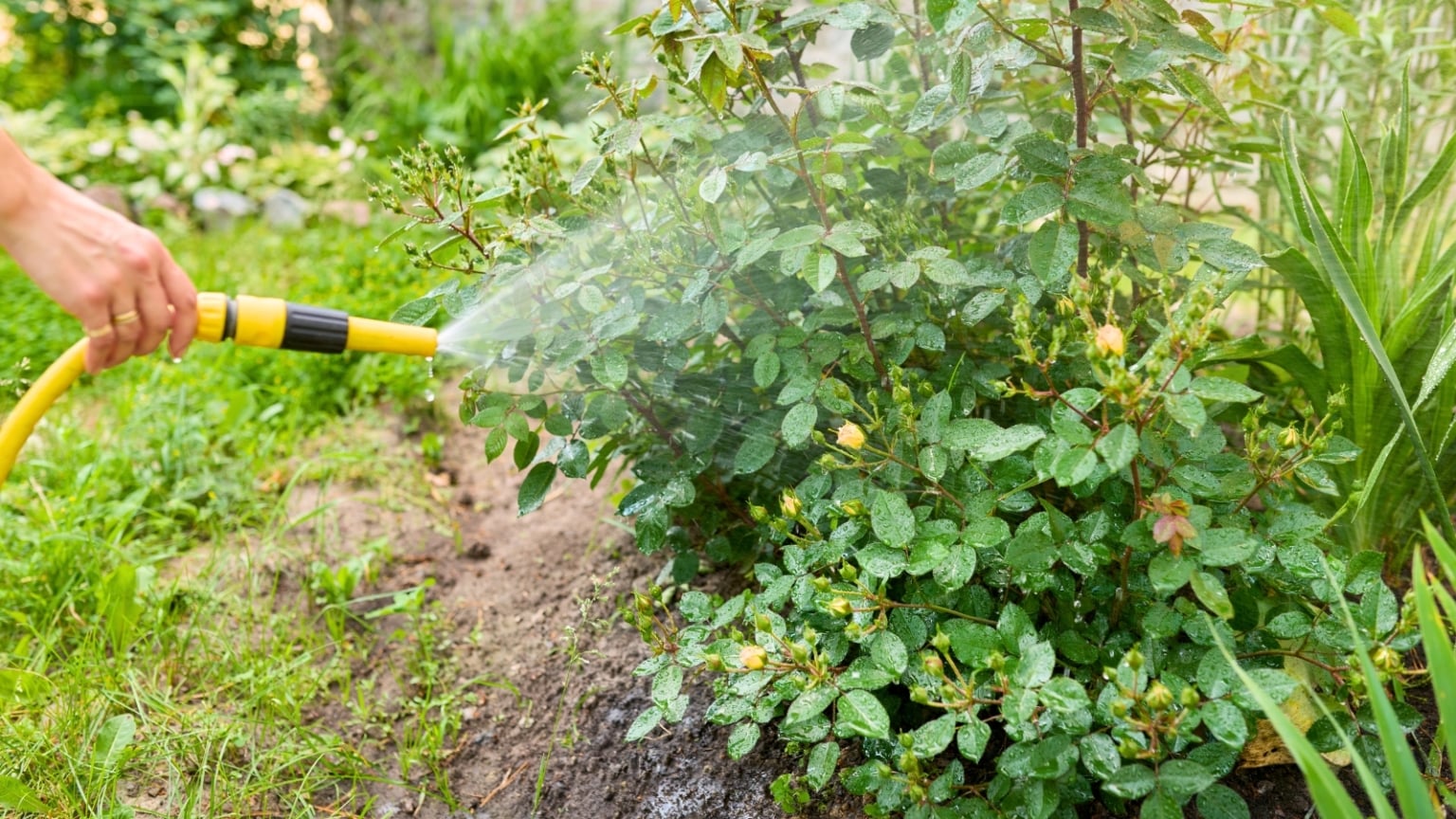 When and How to Fertilize Roses in Spring: 5 Expert Tips