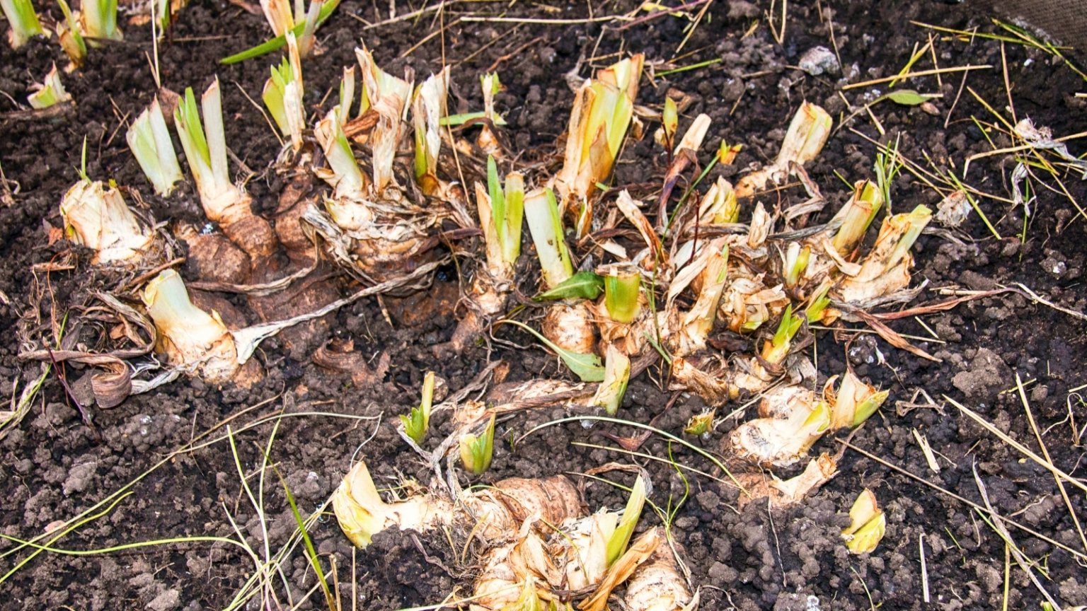 When and How to Cut Back Iris Leaves After Blooming