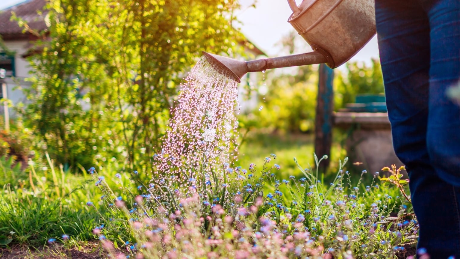 9 Tasks to Do in June for a Thriving Summer Garden