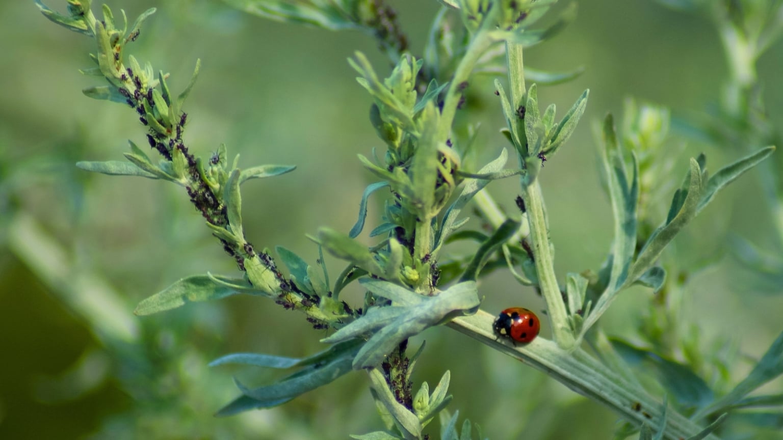 11 Lavender Pests & Diseases To Watch For This Season