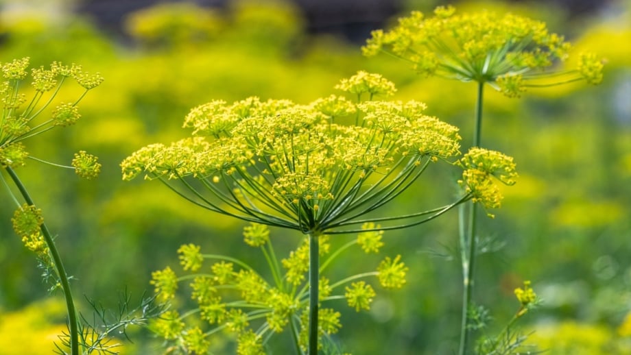 Should You Let Your Dill Flower?