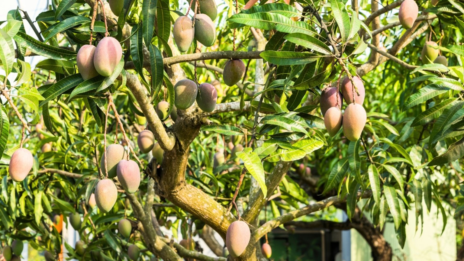 How Fast Do Mango Trees Grow?