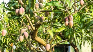 How Fast Do Mango Trees Grow?