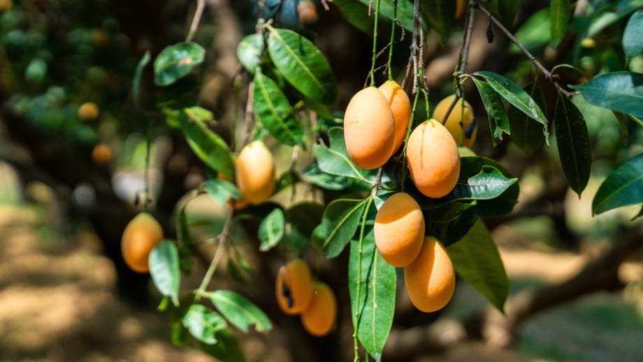How Fast Do Mango Trees Grow?
