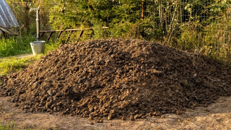 7 Ways Manure Can Harm Your Garden: What to Look For