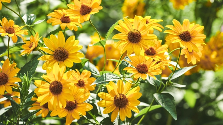 17 Native Plants for Pollinators in Midwest Gardens