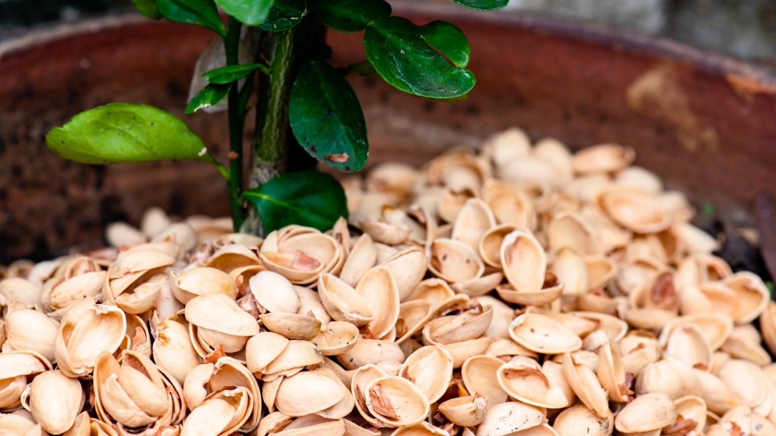 7 Creative Ways to Use Pistachio Shells in the Garden