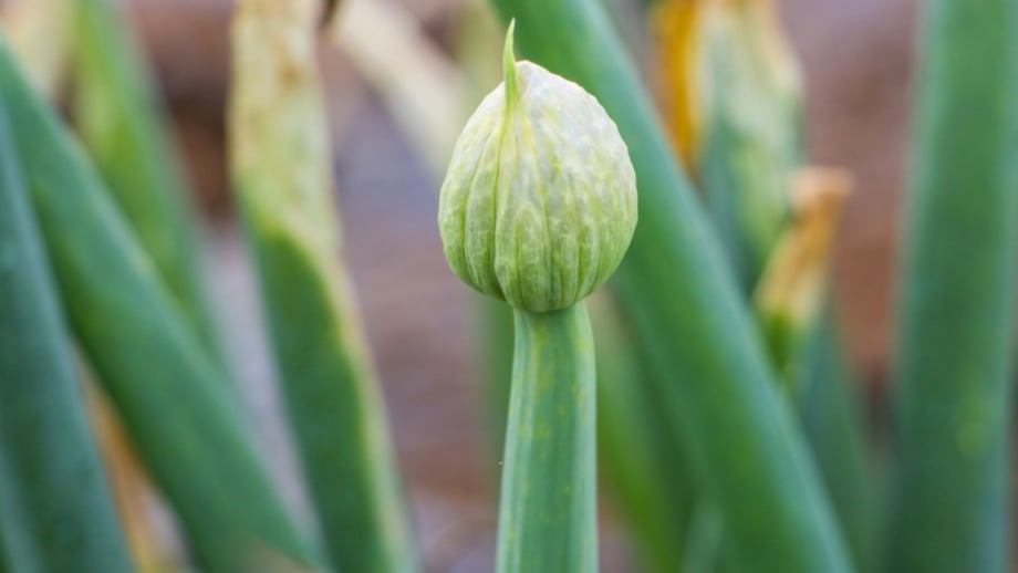 5 Reasons Your Onions Are Bolting and What to Do About It