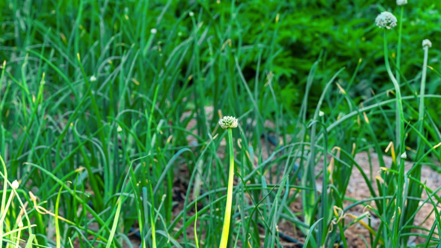 5 Reasons Your Onions Are Bolting and What to Do About It