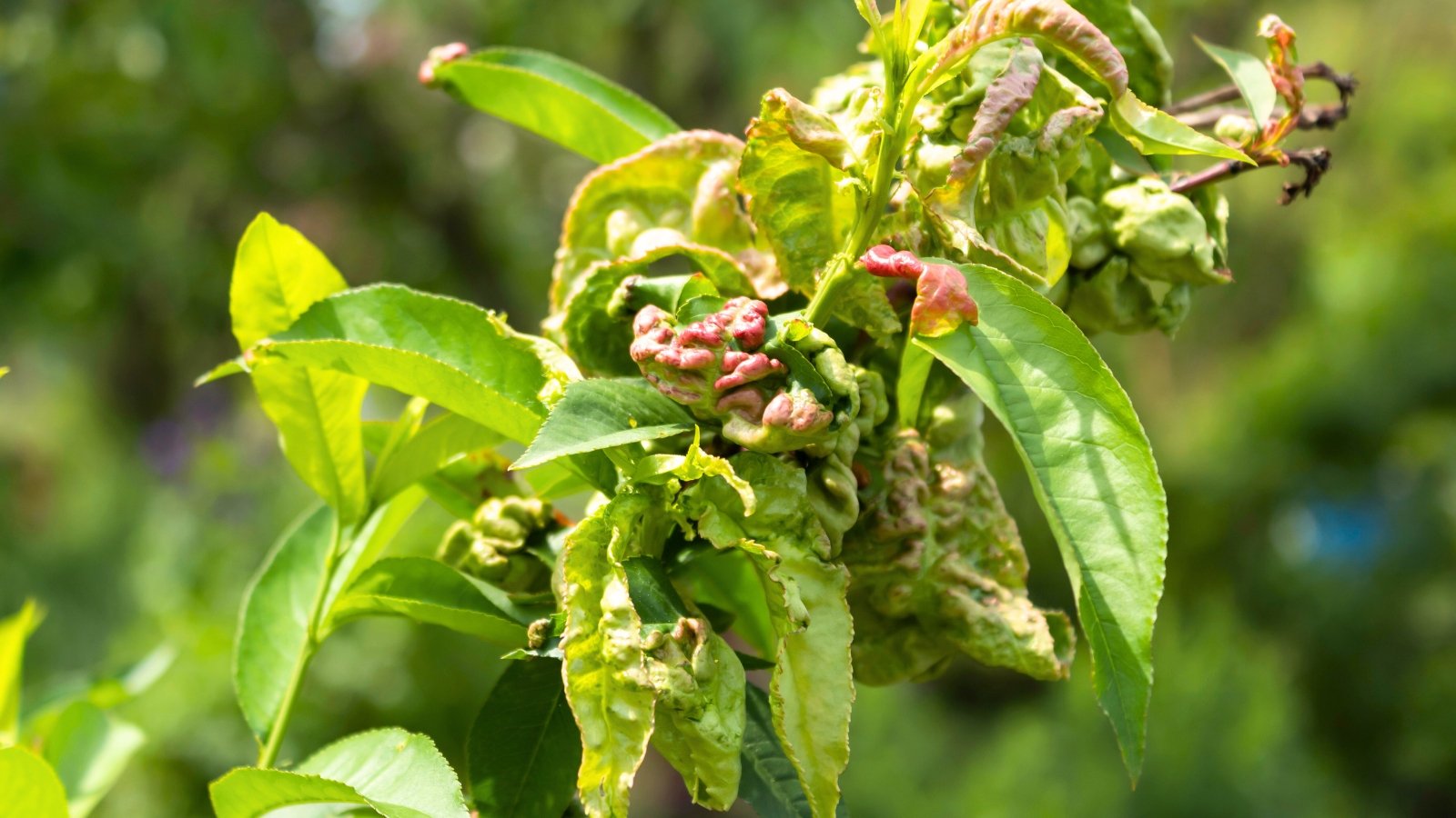 Peach Leaf Curl: Identification and Treatment