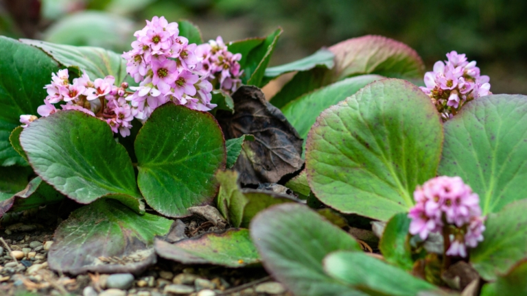 How to Plant, Grow, and Care for Bergenia