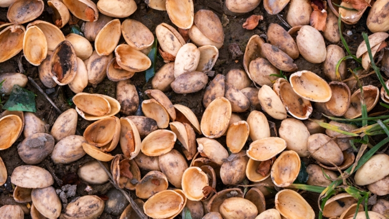 7 Creative Ways to Use Pistachio Shells in the Garden