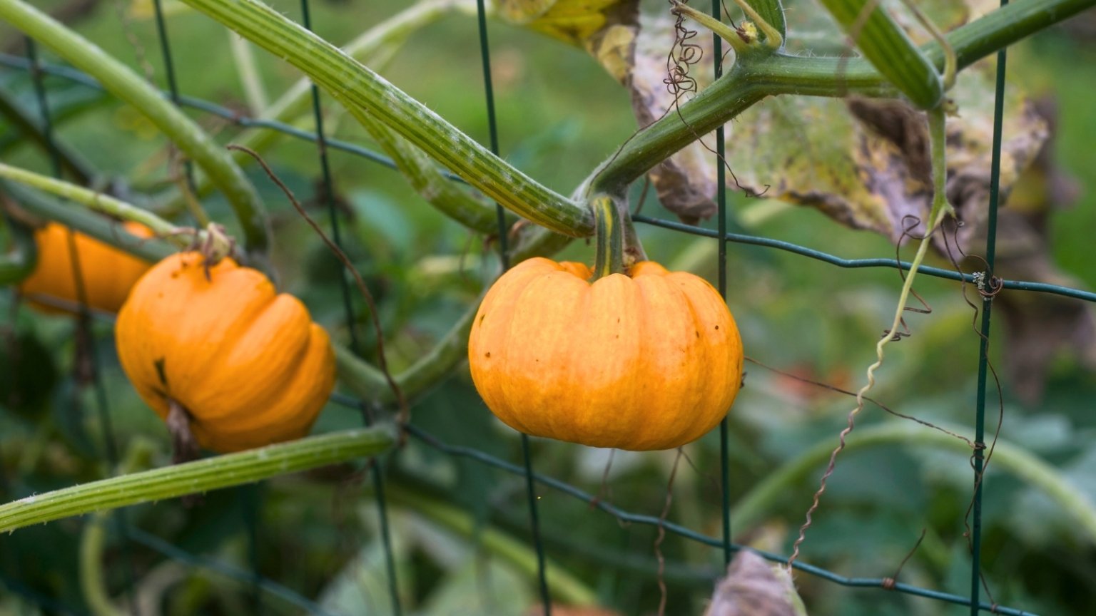 9 Mini-Pumpkin Varieties You Should Plant Now for Fall