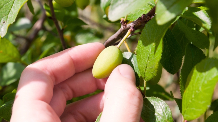 How to Thin Plum Trees in 5 Simple Steps