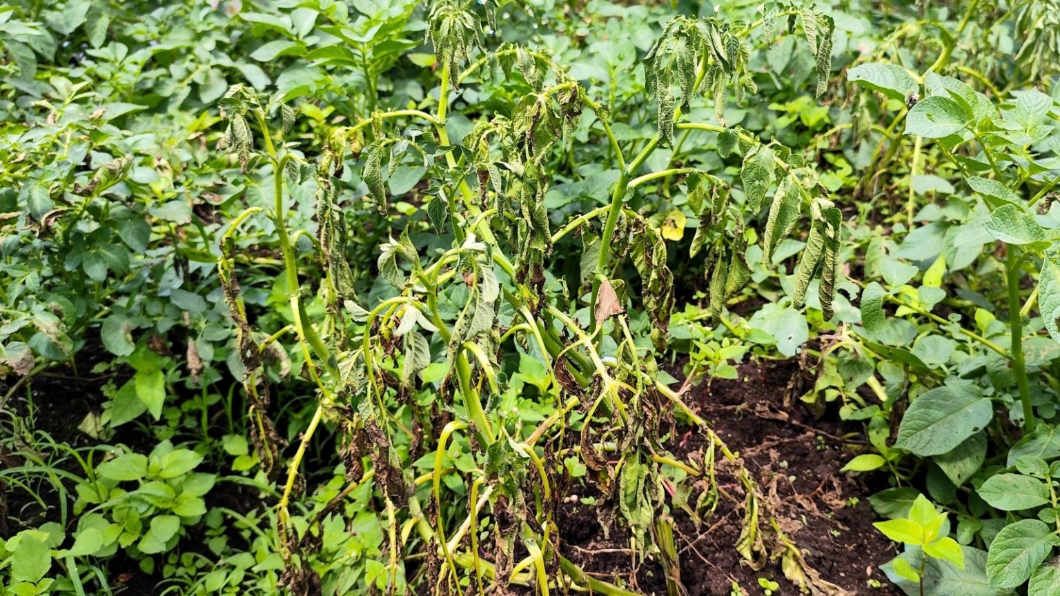 9 Potato Plant Diseases to Watch For This Season