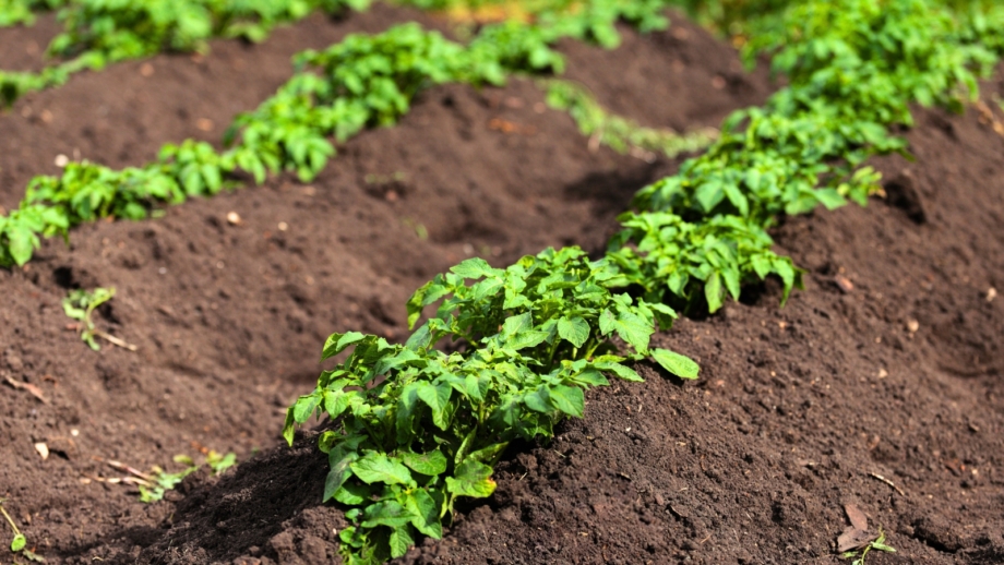 How to Plant, Grow, and Care for Potatoes