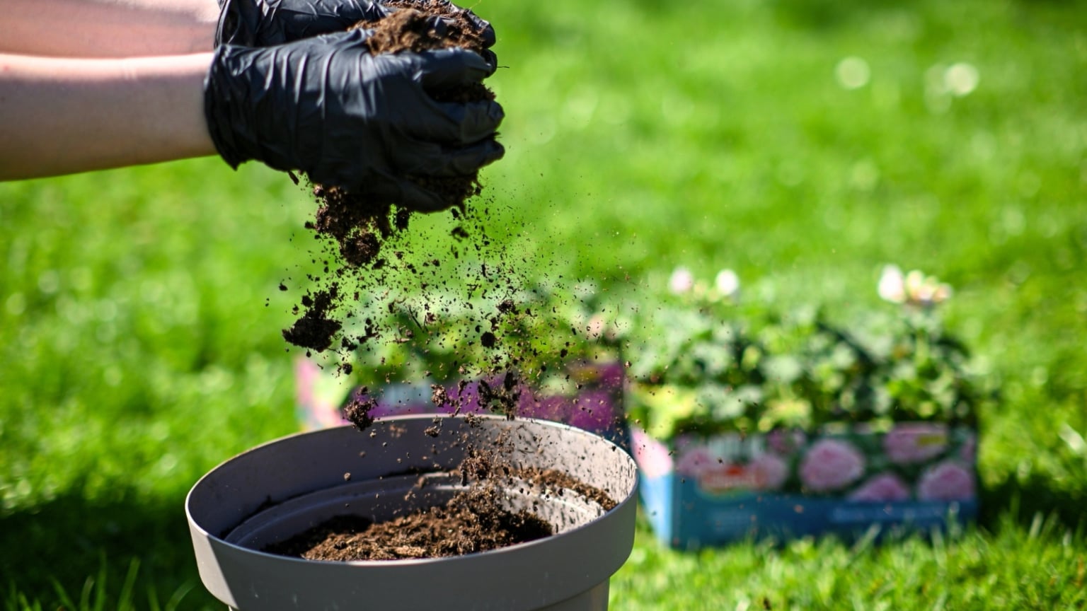 9 Tips for Growing Delicious Rhubarb in Pots and Containers