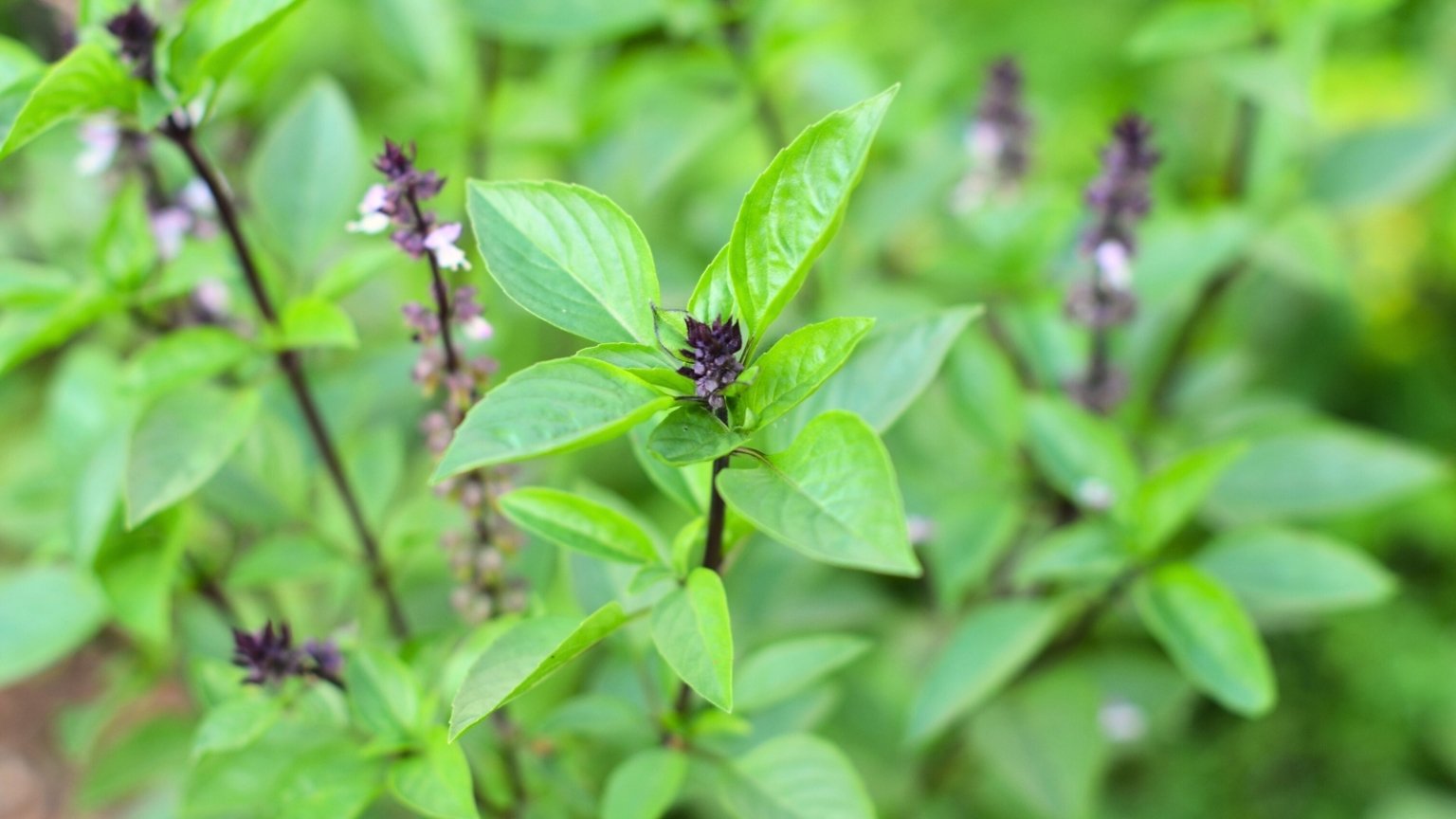 How to Plant, Grow, and Care for 'Cinnamon' Basil