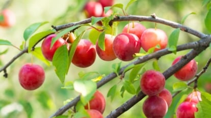 How to Thin Plum Trees in 5 Simple Steps