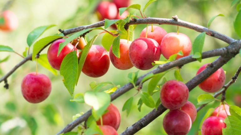 How to Thin Plum Trees in 5 Simple Steps