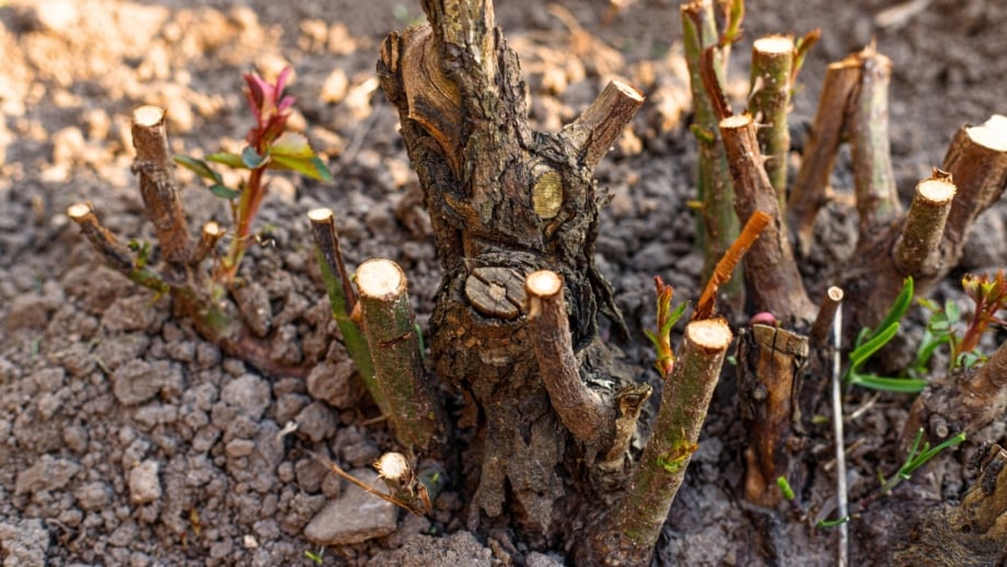 5 Signs Your Rose is Reverting to the Rootstock