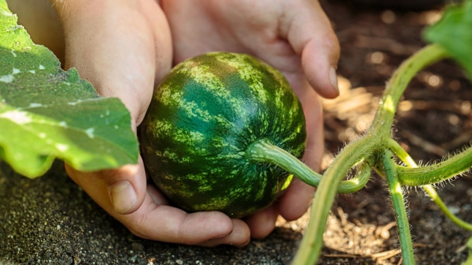 When and How to Direct Sow Watermelon Seeds in the Garden