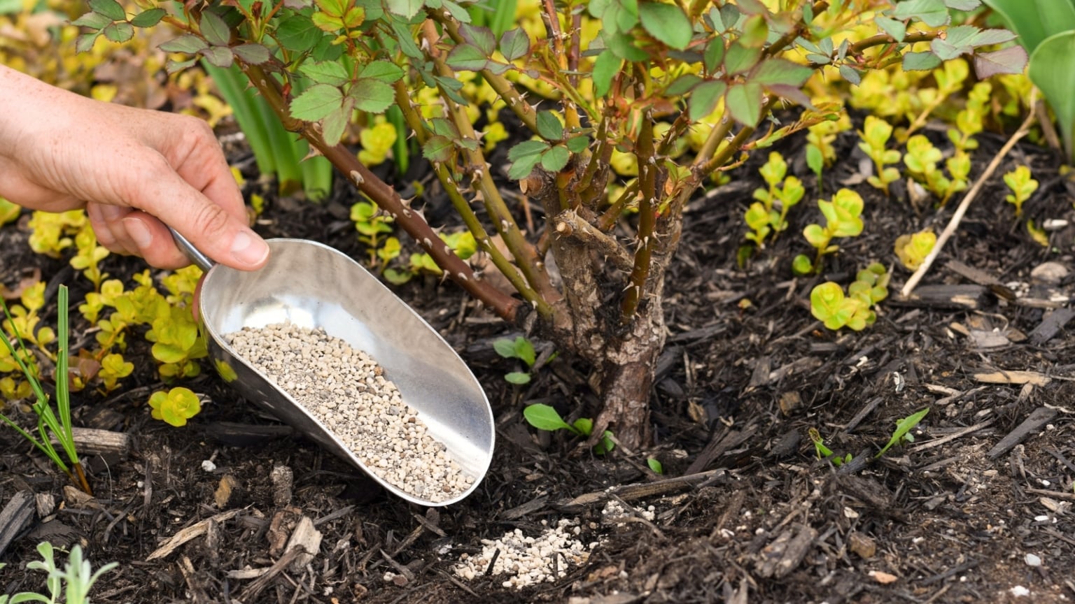 When and How to Fertilize Roses in Spring: 5 Expert Tips