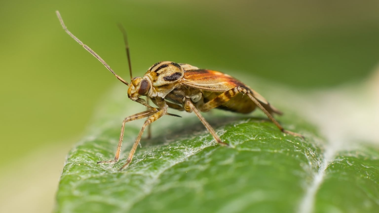What’s Eating My Strawberries? 7 Strawberry Pests to Watch for