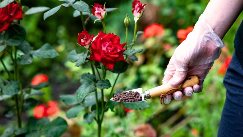 When and How to Fertilize Roses in Spring: 5 Expert Tips