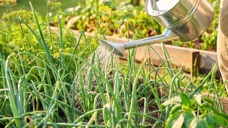Why Are My Onion Tops Curling and Wilting?