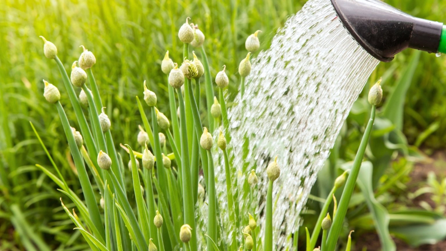 5 Reasons Your Onions Are Bolting and What to Do About It