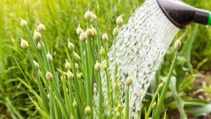 5 Reasons Your Onions Are Bolting and What to Do About It