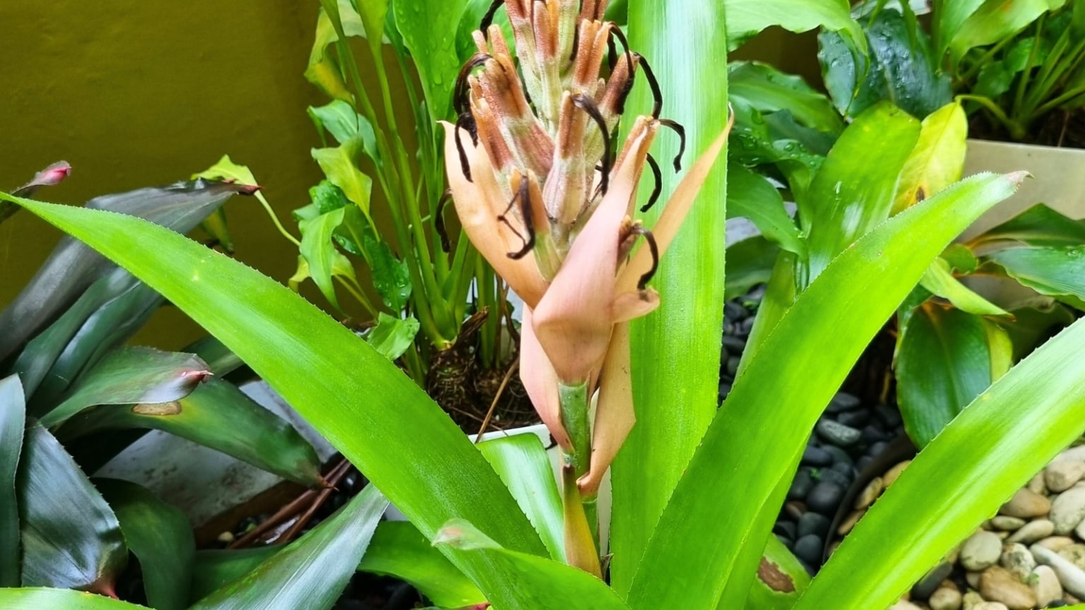 7 Bromeliad After-Bloom Care Tips
