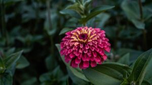 How to Plant, Grow, and Care For ‘Queen Lime’ Zinnias