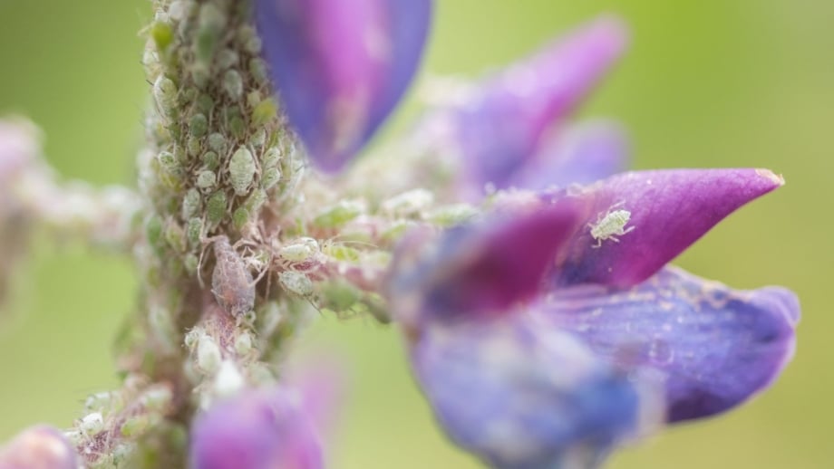 Aphids on Lupines: 5 Management Tips