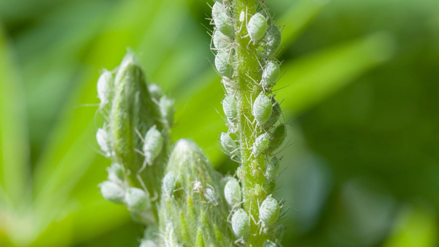 Aphids on Lupines: 5 Management Tips