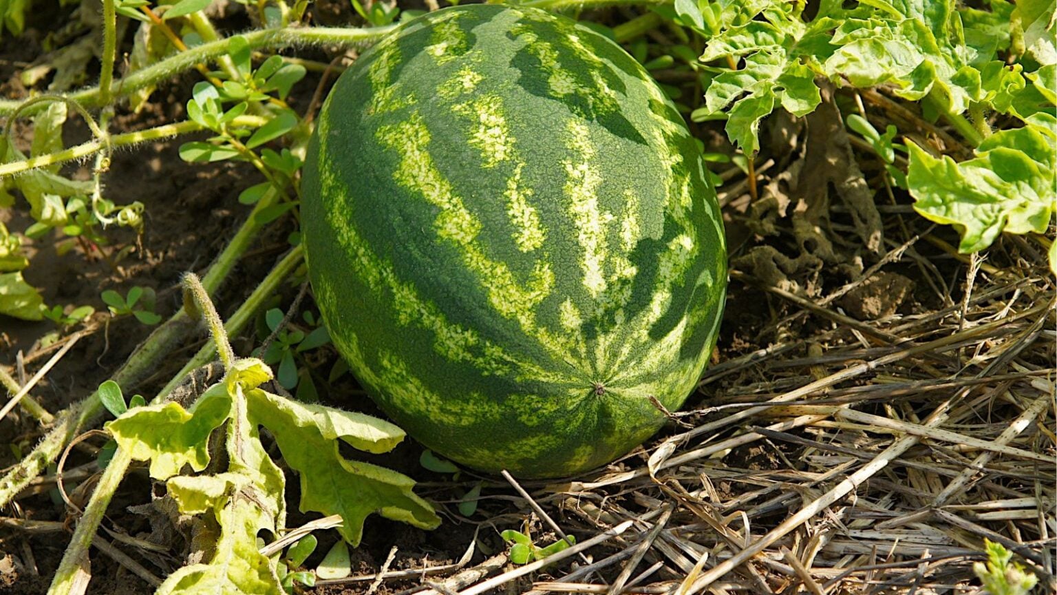 How to Plant, Grow, and Care for 'Crimson Sweet' Watermelons