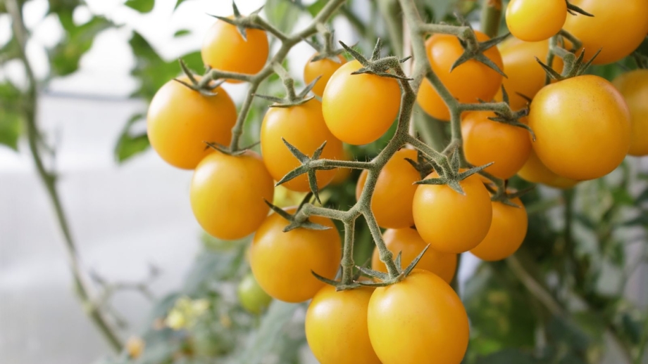 17 Shade-Friendly Tomato Varieties For Gardens With Less Sun