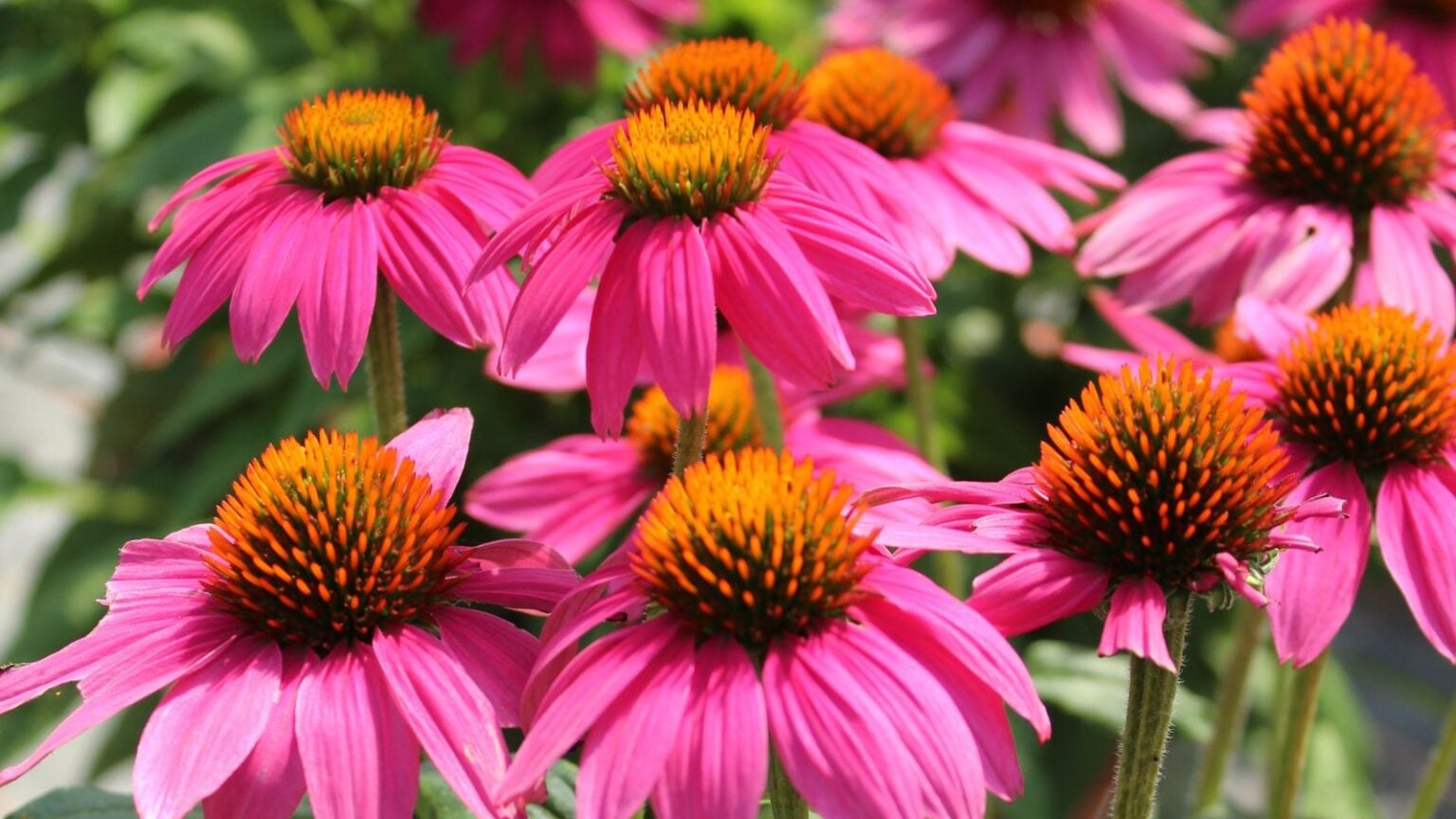 How to Plant, Grow, and Care For PowWow ‘Wild Berry’ Coneflowers