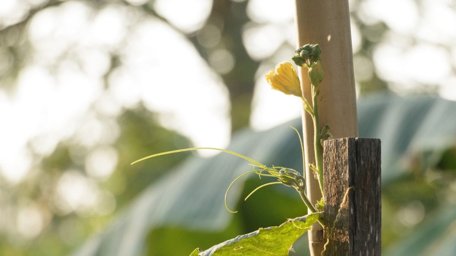 How to Grow Zucchini Plants on a Trellis: 5 Vertical Growing Tips