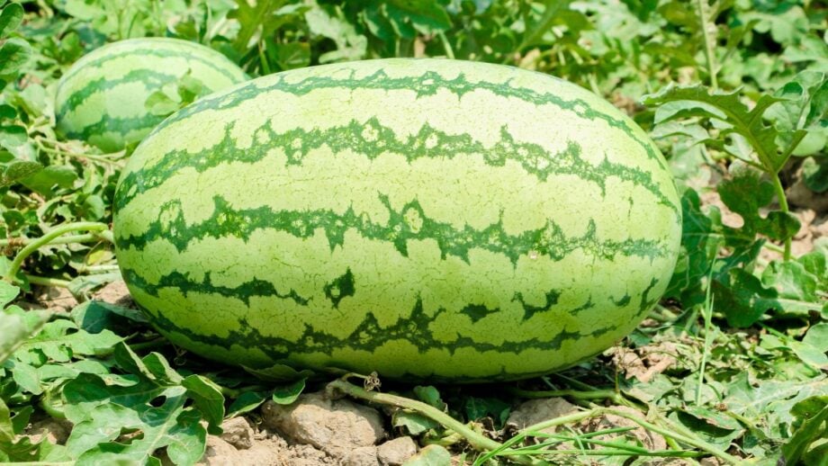 How to Plant, Grow, and Care For ‘Jubilee’ Bush Watermelons