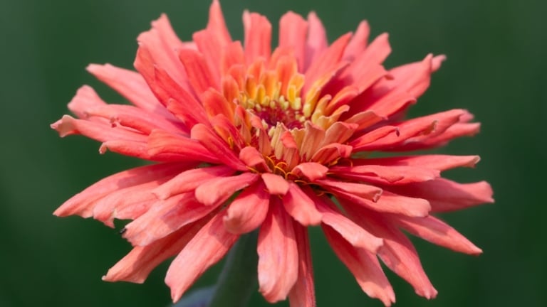 How to Plant, Grow, and Care For Beautiful Zinnia Flowers