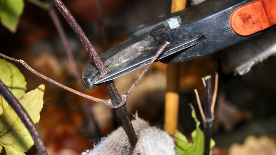 The Complete Beginner's Guide to Pruning Clematis