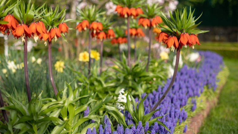 11 Fall Bulbs We’re Ordering in July
