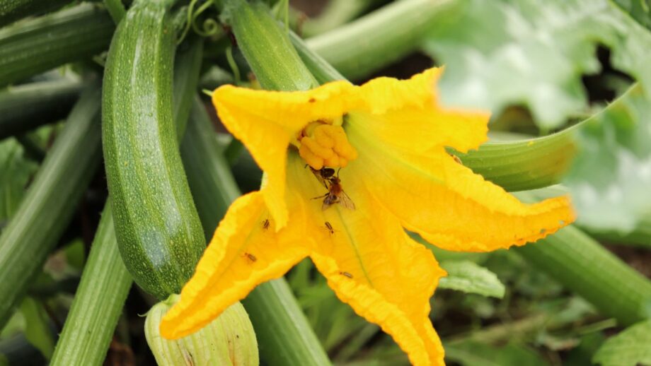 How Many Zucchini Plants Do You Need for Pollination?