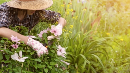 The Complete Beginner's Guide to Pruning Clematis