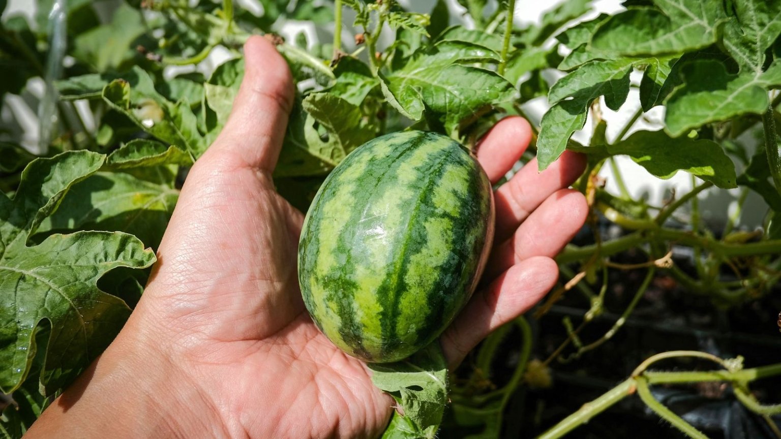 10 Mini Watermelon Varieties For Small Spaces