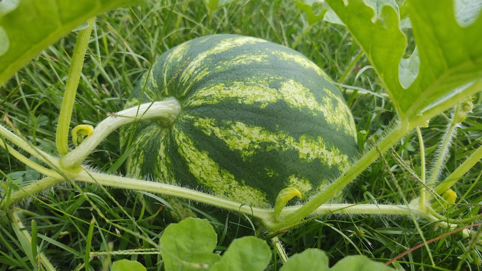How to Tell if Melons are Ready to Harvest