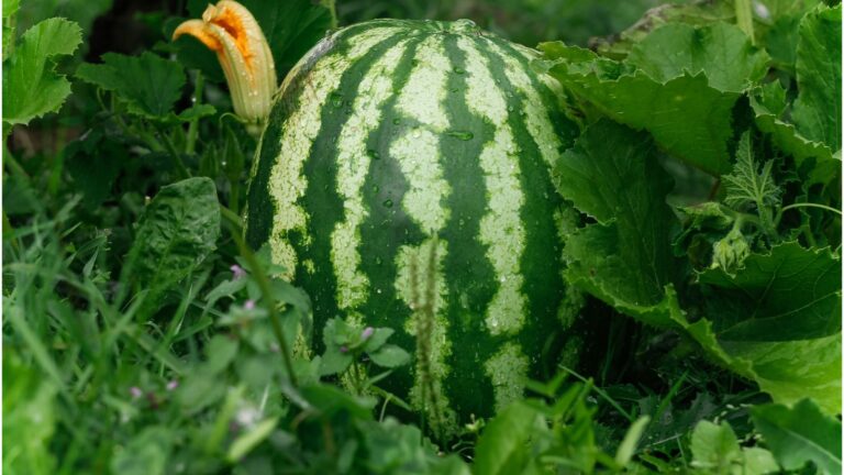 How to Plant, Grow, and Care For ‘Jubilee’ Bush Watermelons